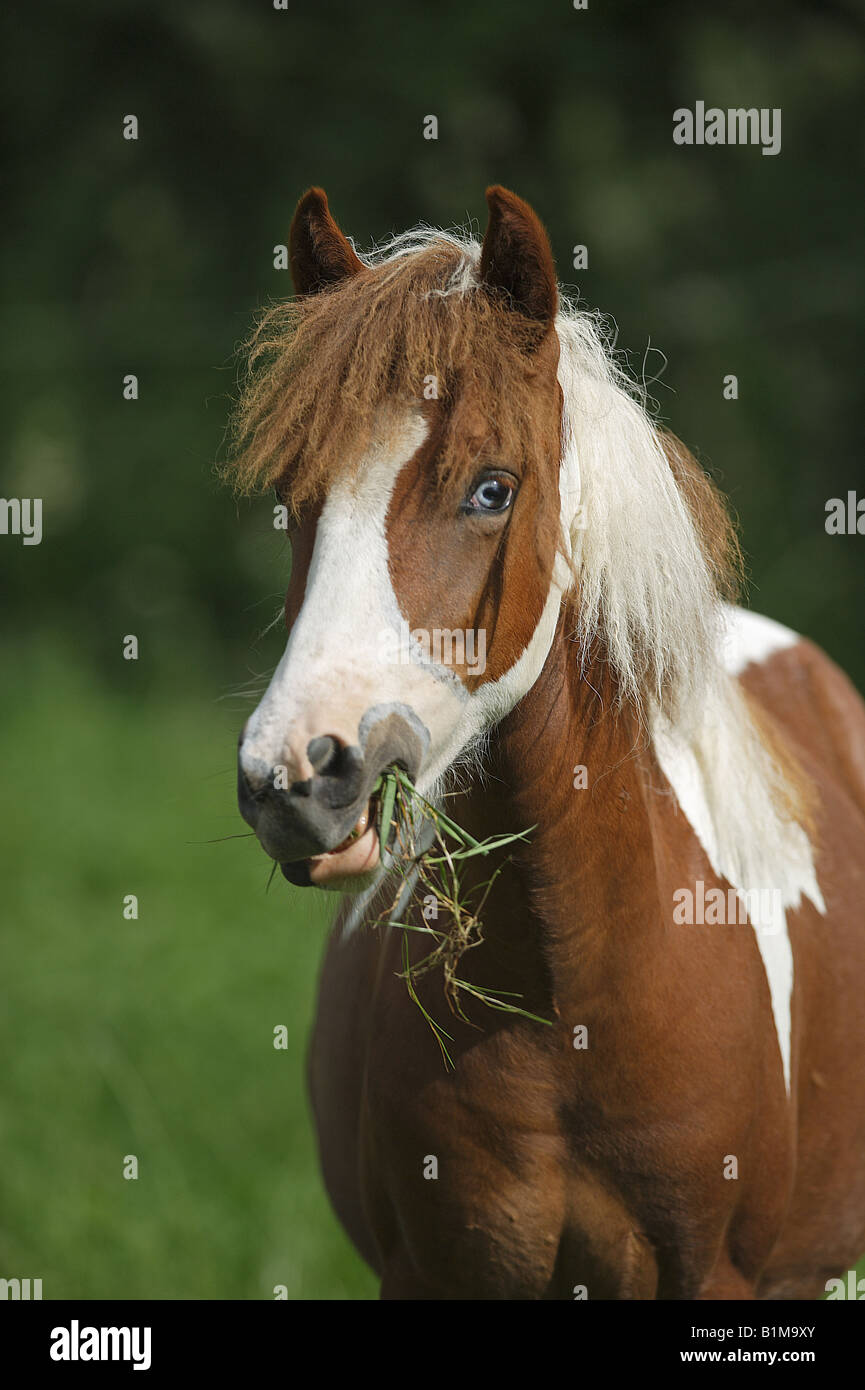 pony - portrait Stock Photo - Alamy