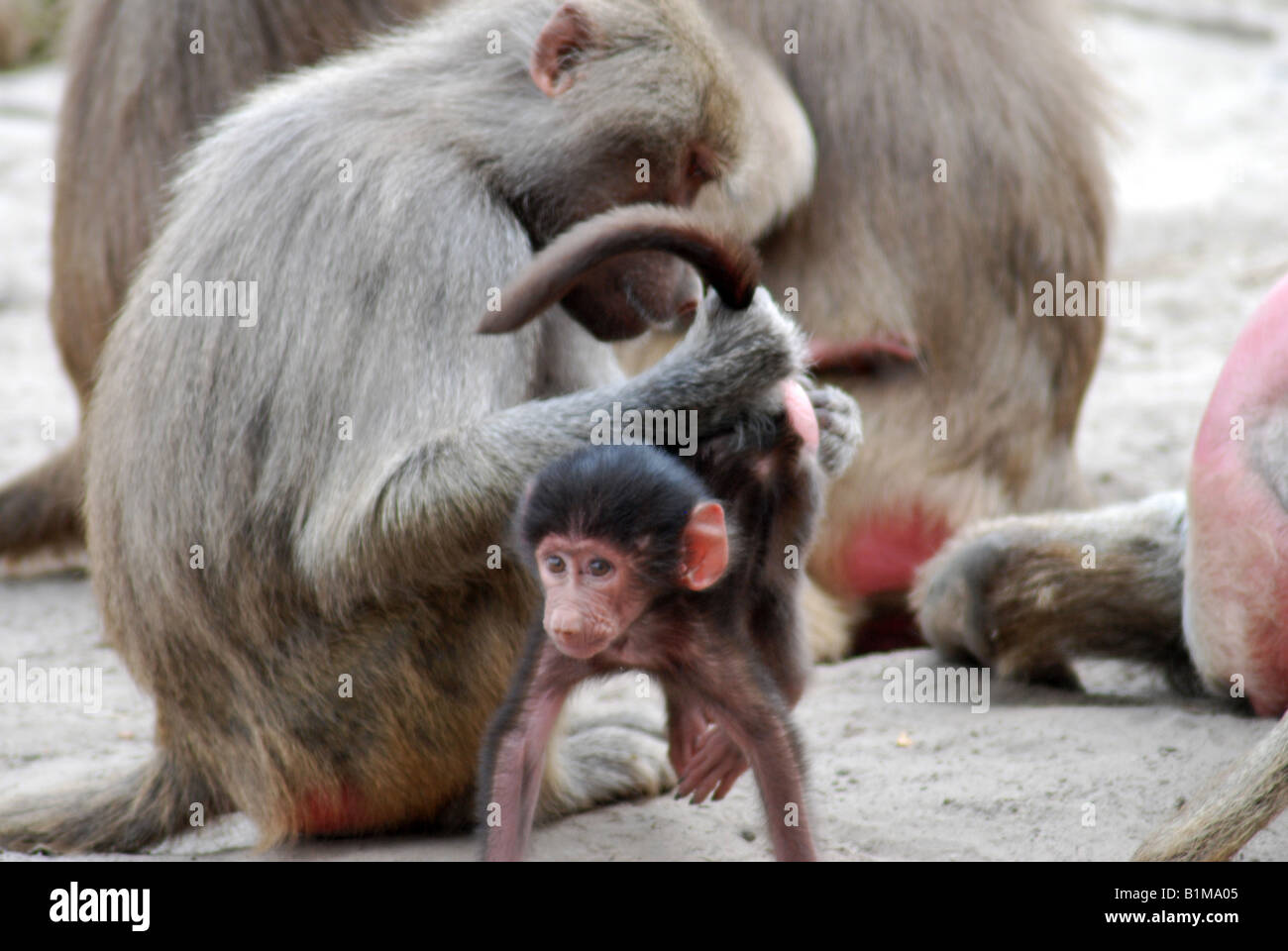 baby brown chimpanzee family group Stock Photo - Alamy