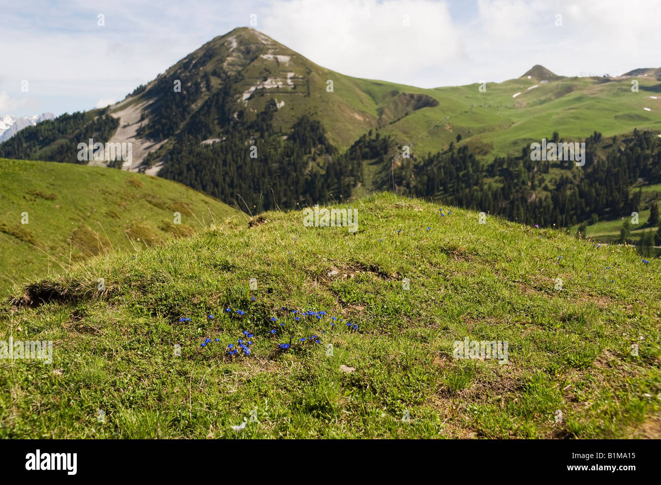 gentians french alps Stock Photo - Alamy