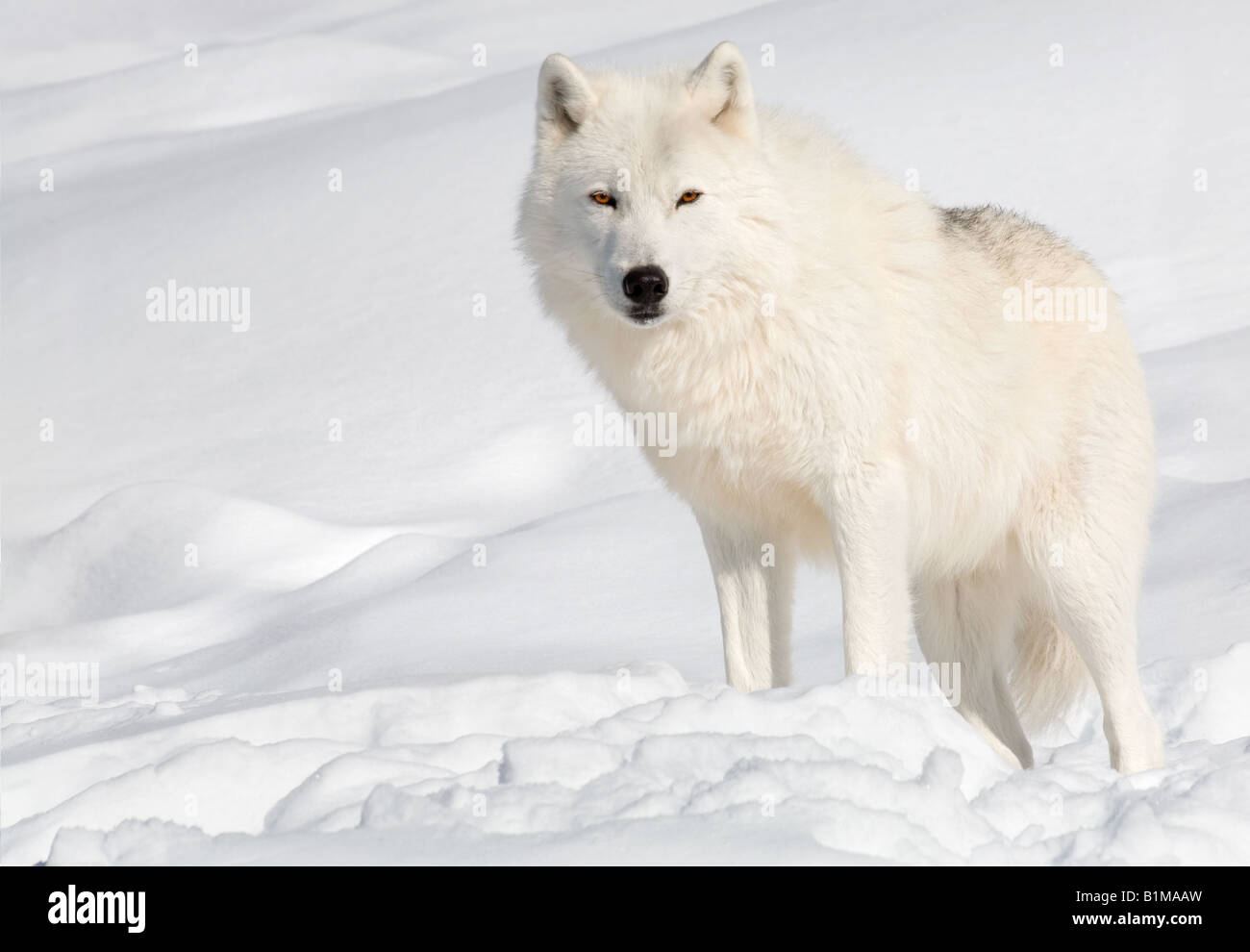 An arctic wolf in the snow is looking at the camera Stock Photo - Alamy