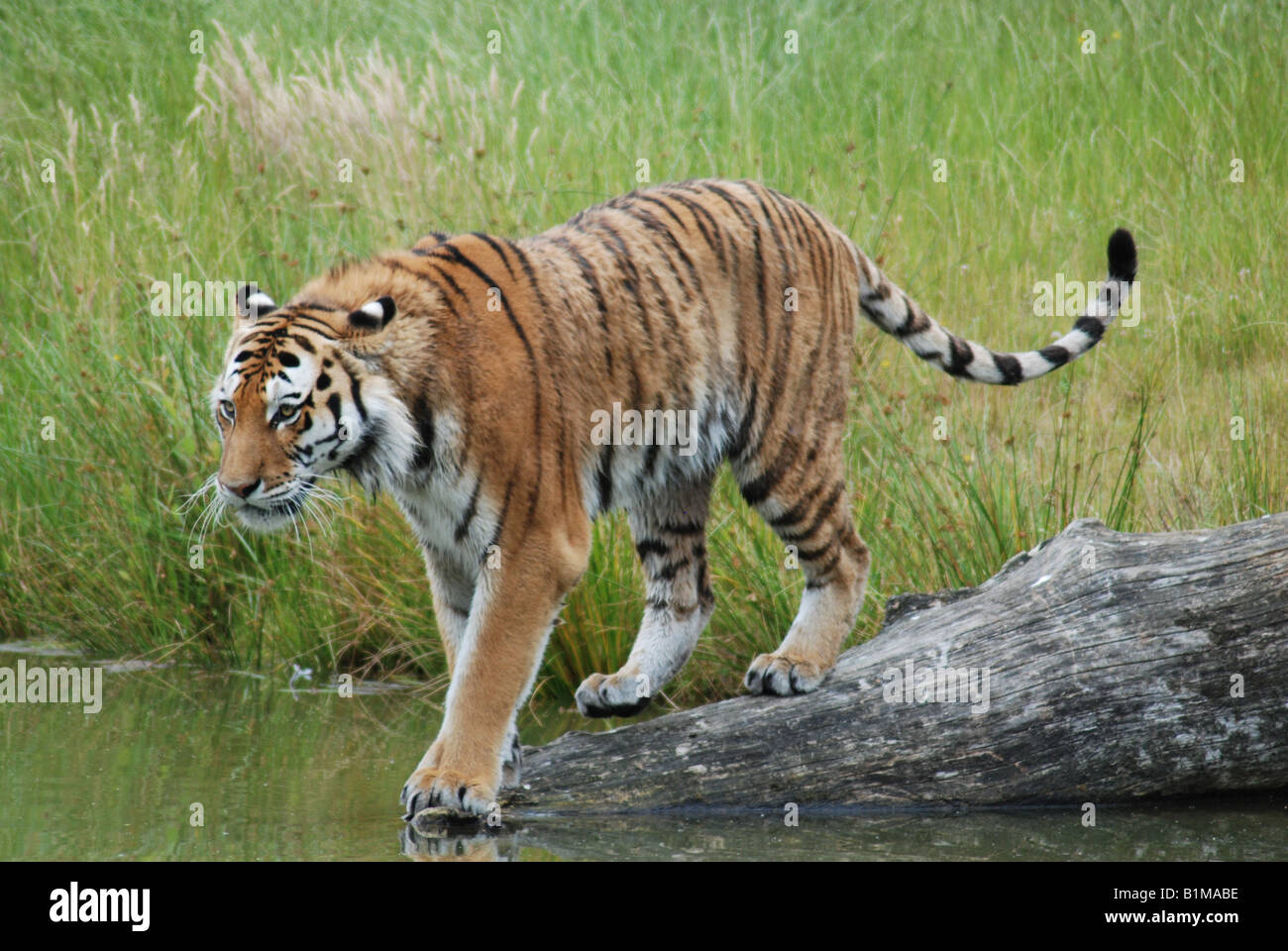 Bengal tiger on log entering water Stock Photo - Alamy