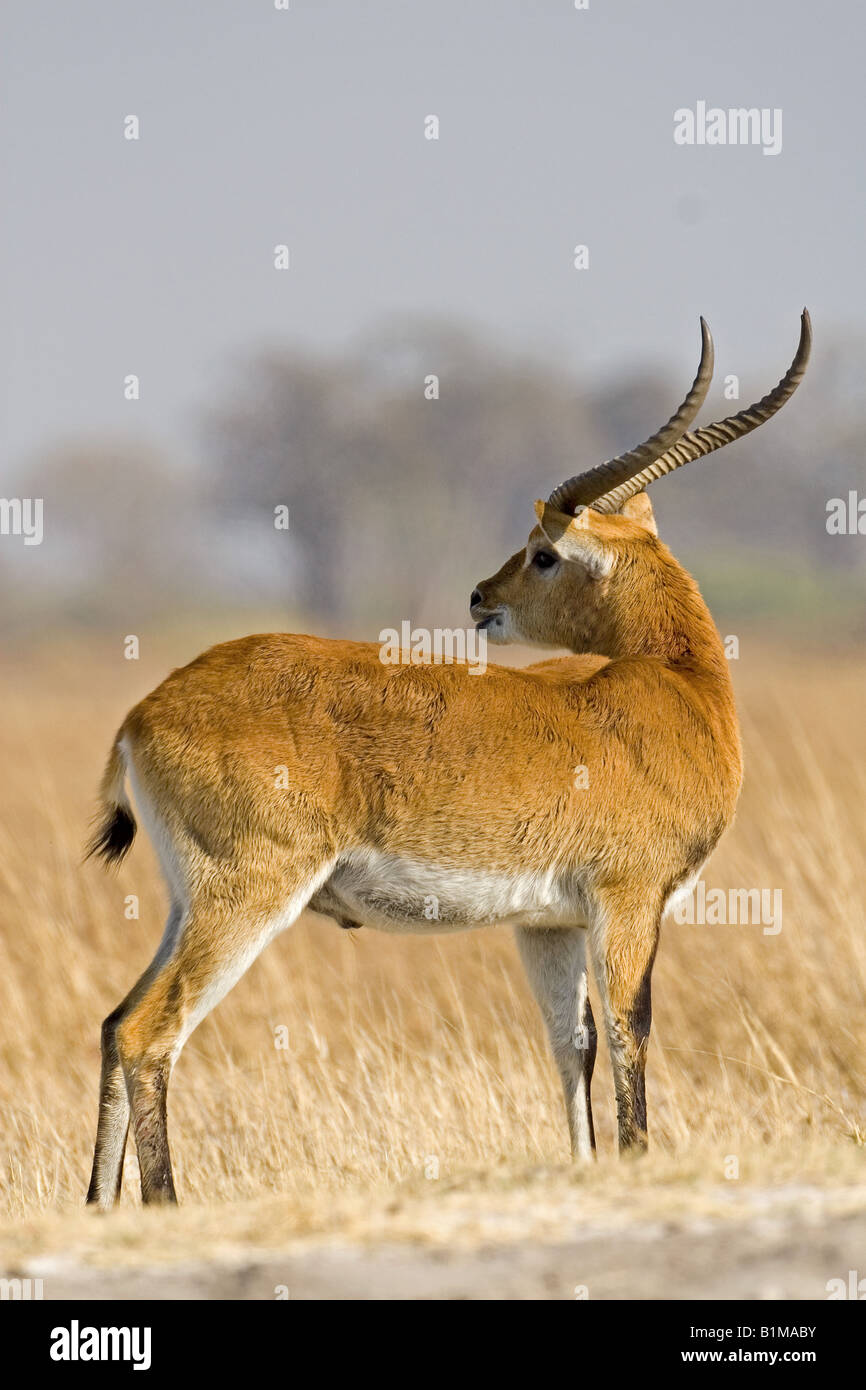 Lechwe Waterbuck - standing / Kobus leche Stock Photo - Alamy