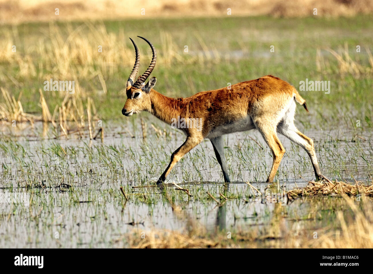 Lechwe Waterbuck - walking through water / Kobus leche Stock Photo - Alamy