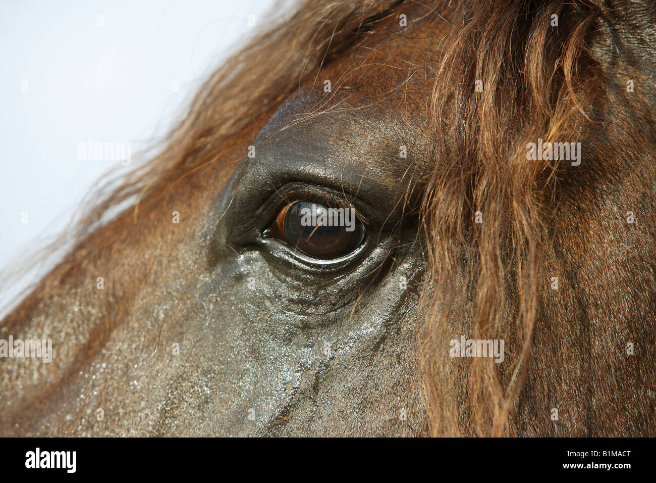 lusitano horse - portrait - eye Stock Photo - Alamy
