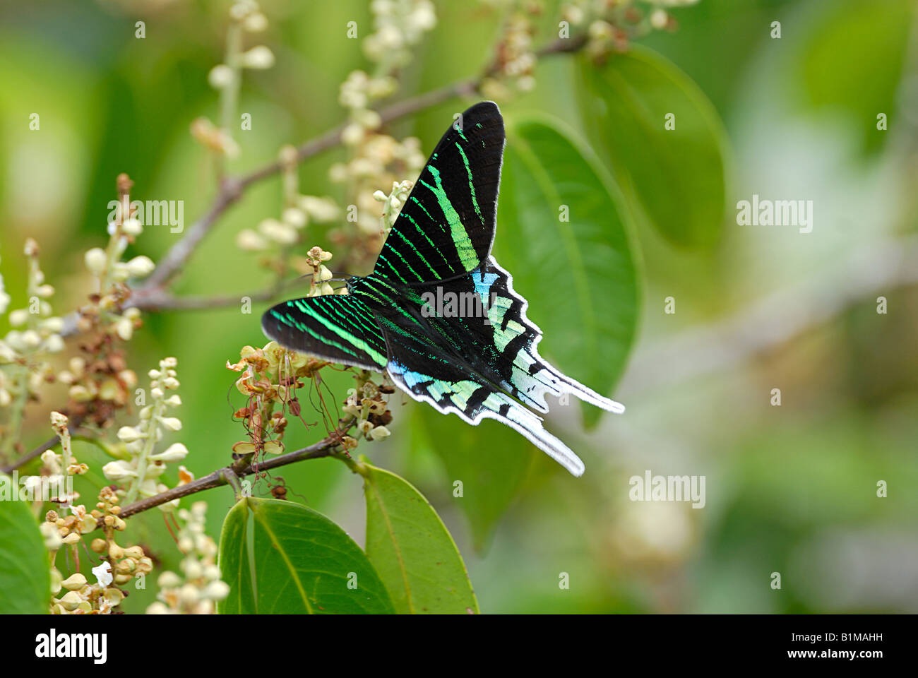 butterfly / Urania leilus Stock Photo - Alamy
