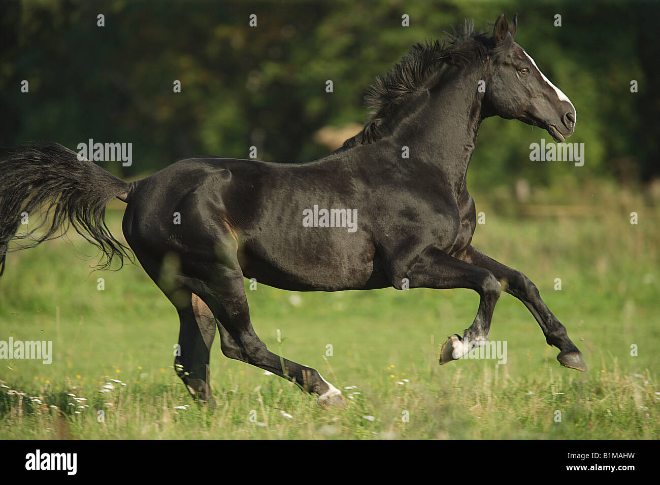 Kwpn hi-res stock photography and images - Alamy