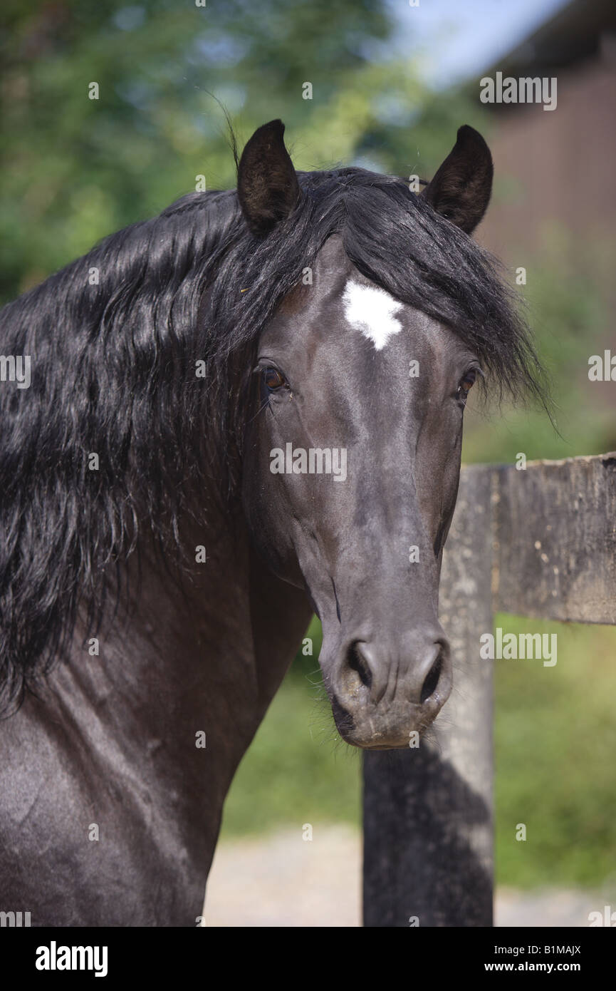 Caballo menorquín hi-res stock photography and images - Alamy