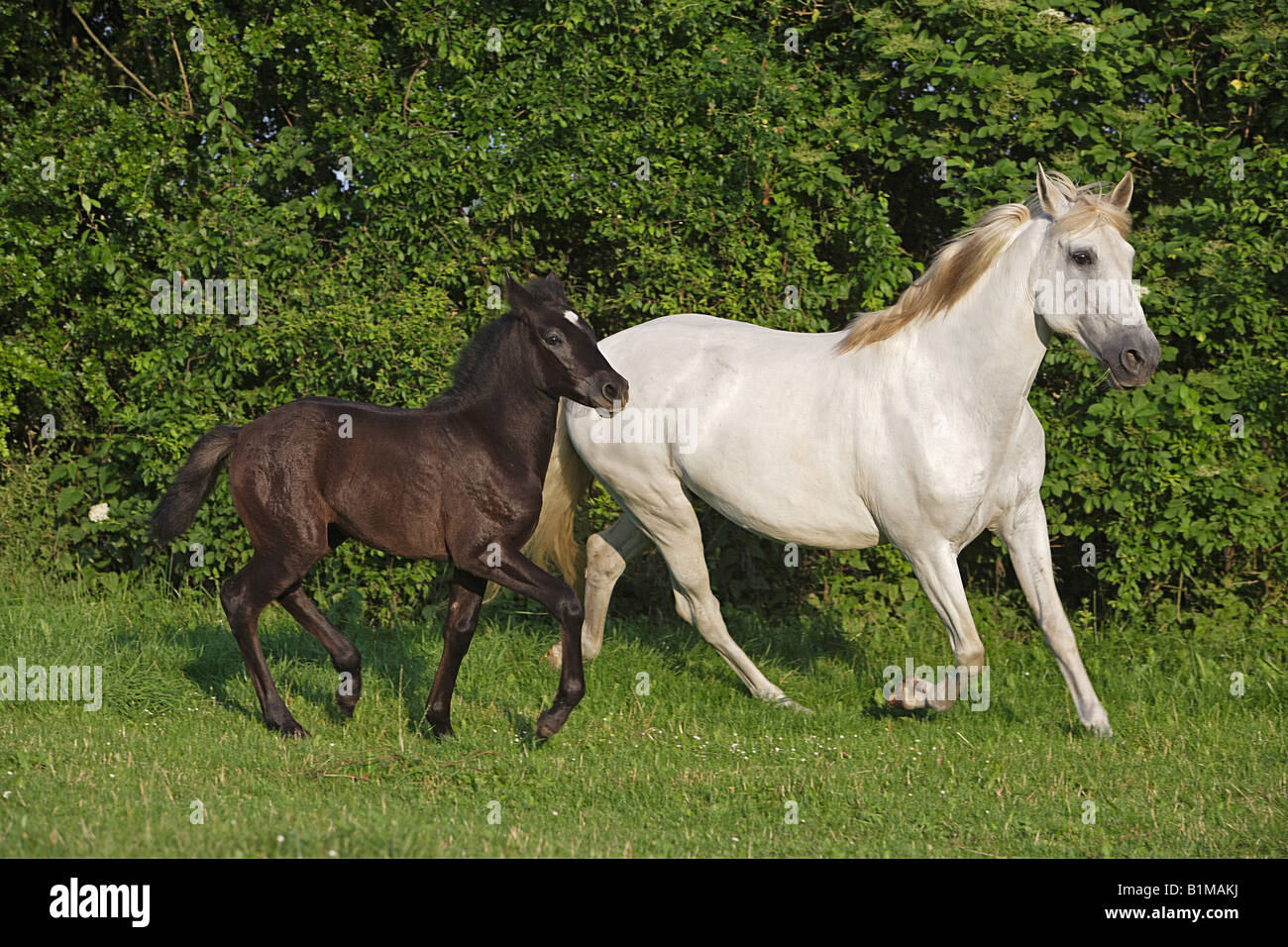 Andalusian horse trotting meadow hi-res stock photography and images ...