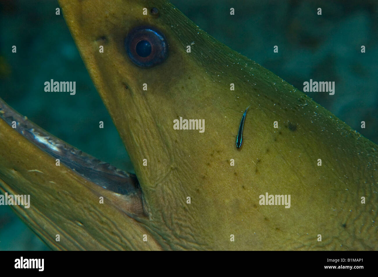 Cleaner fish hi-res stock photography and images - Alamy