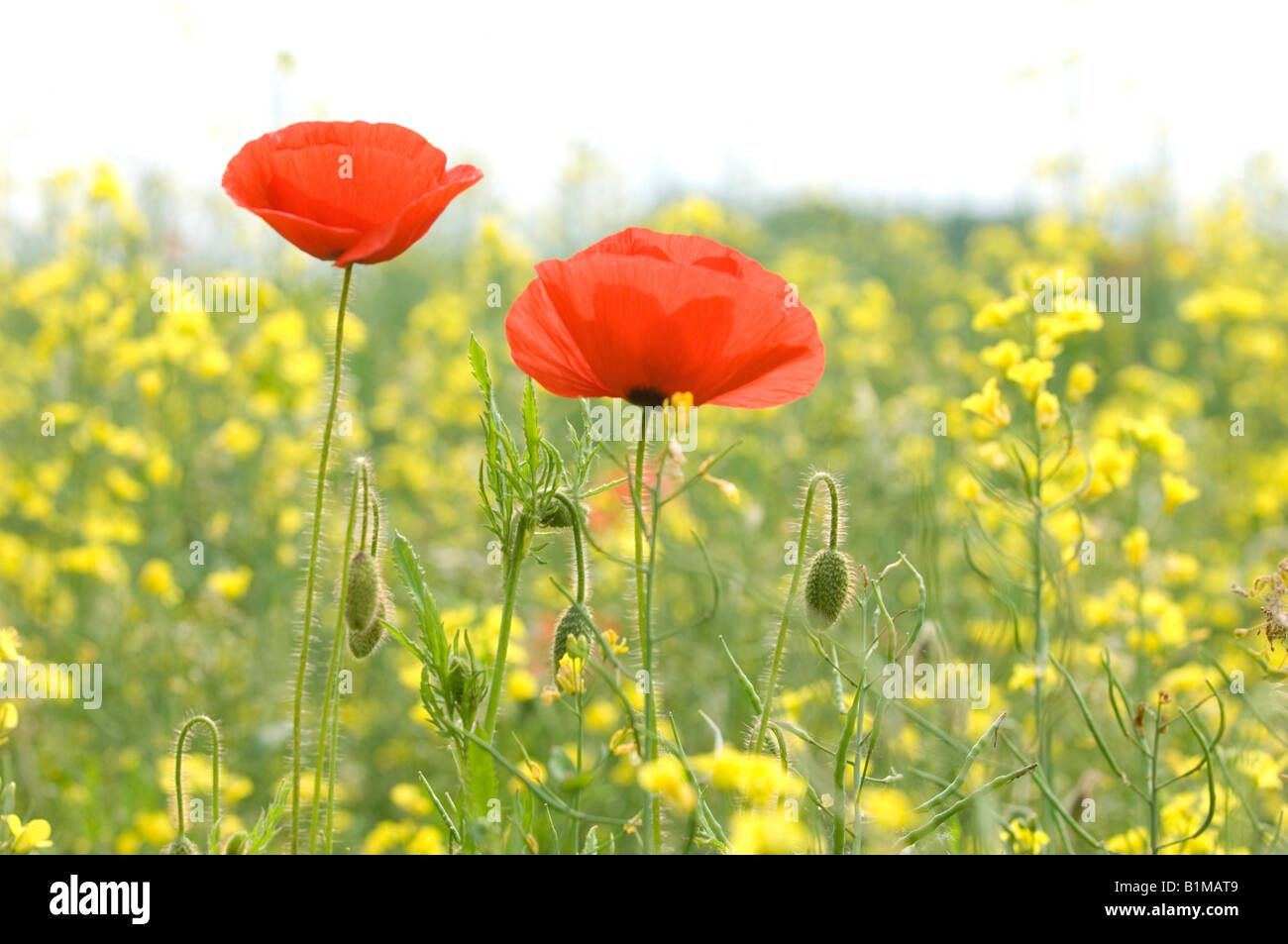 Close up of red wild poppies Stock Photo - Alamy