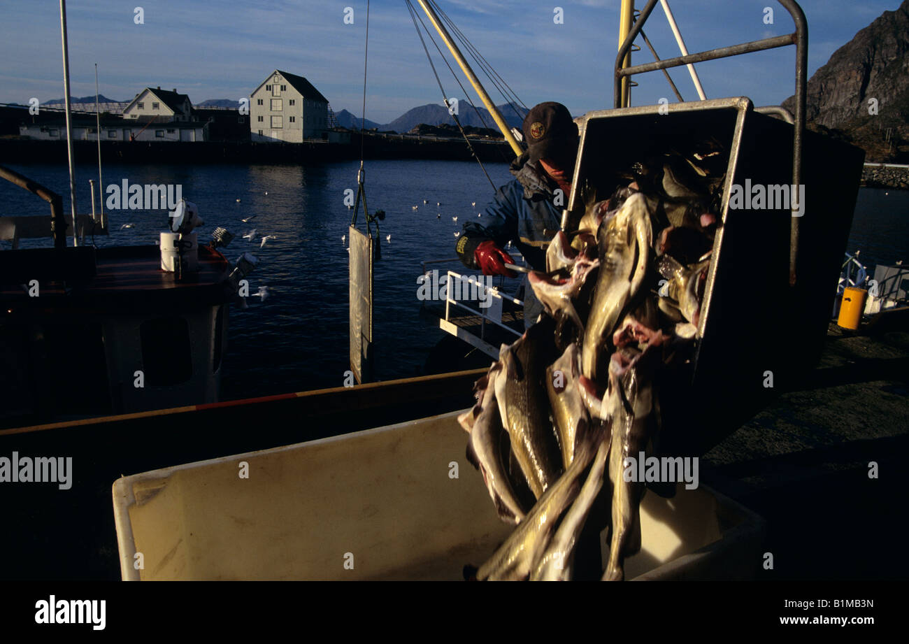 Lofoten Cod Net High Resolution Stock Photography and Images - Alamy