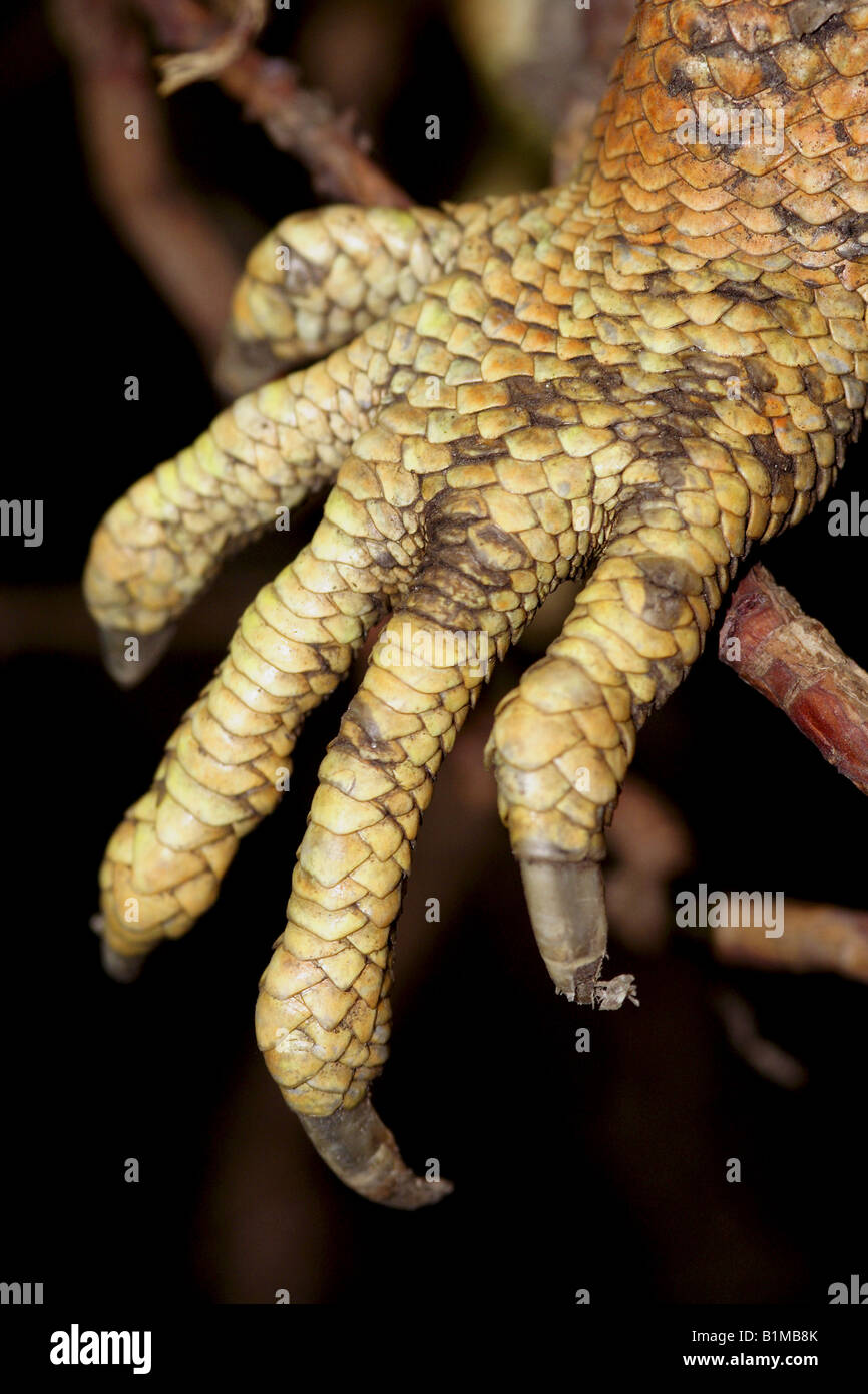 Green Iguana (Iguana iguana). Detail of foot Stock Photo - Alamy