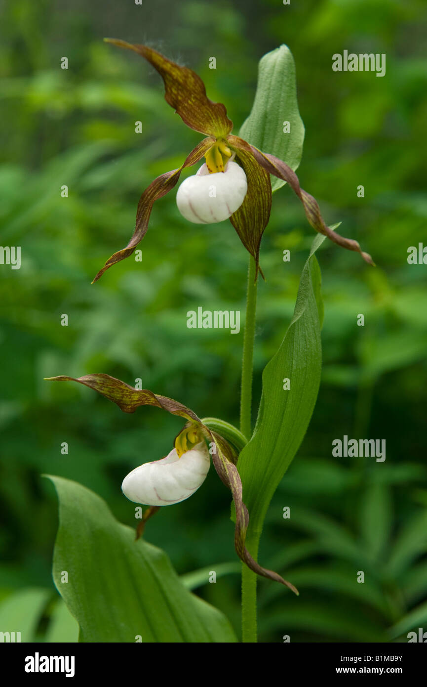 Usa native orchids hi-res stock photography and images - Alamy