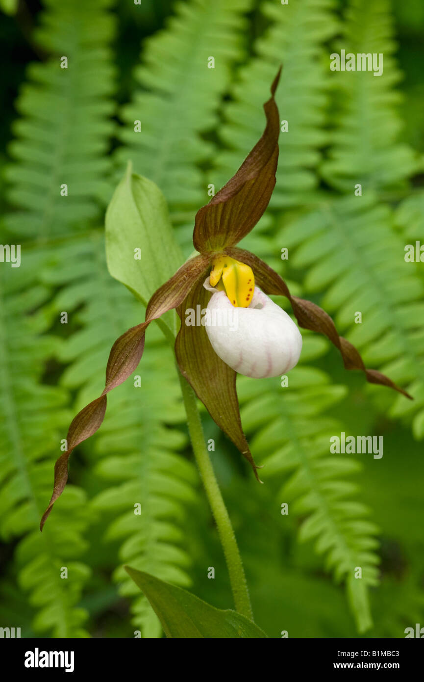 Mountain Lady's Slipper orchids, (Cypripedium montanum) WILD, Eastern ...