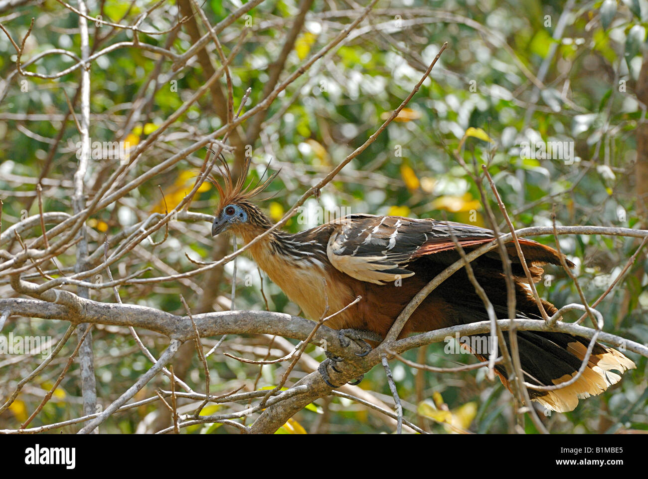 Hoactzin hi-res stock photography and images - Alamy