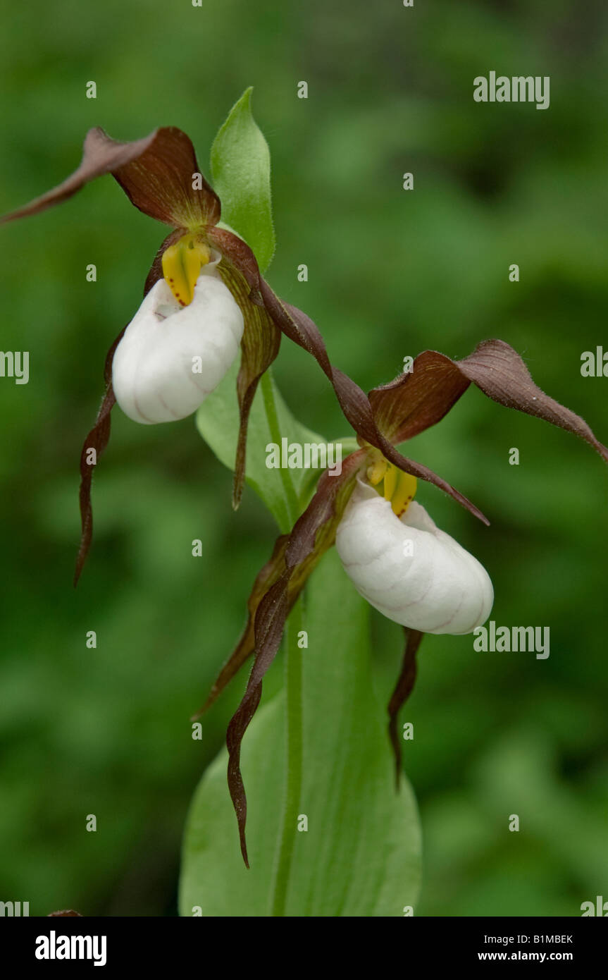 Usa native orchids hi-res stock photography and images - Alamy