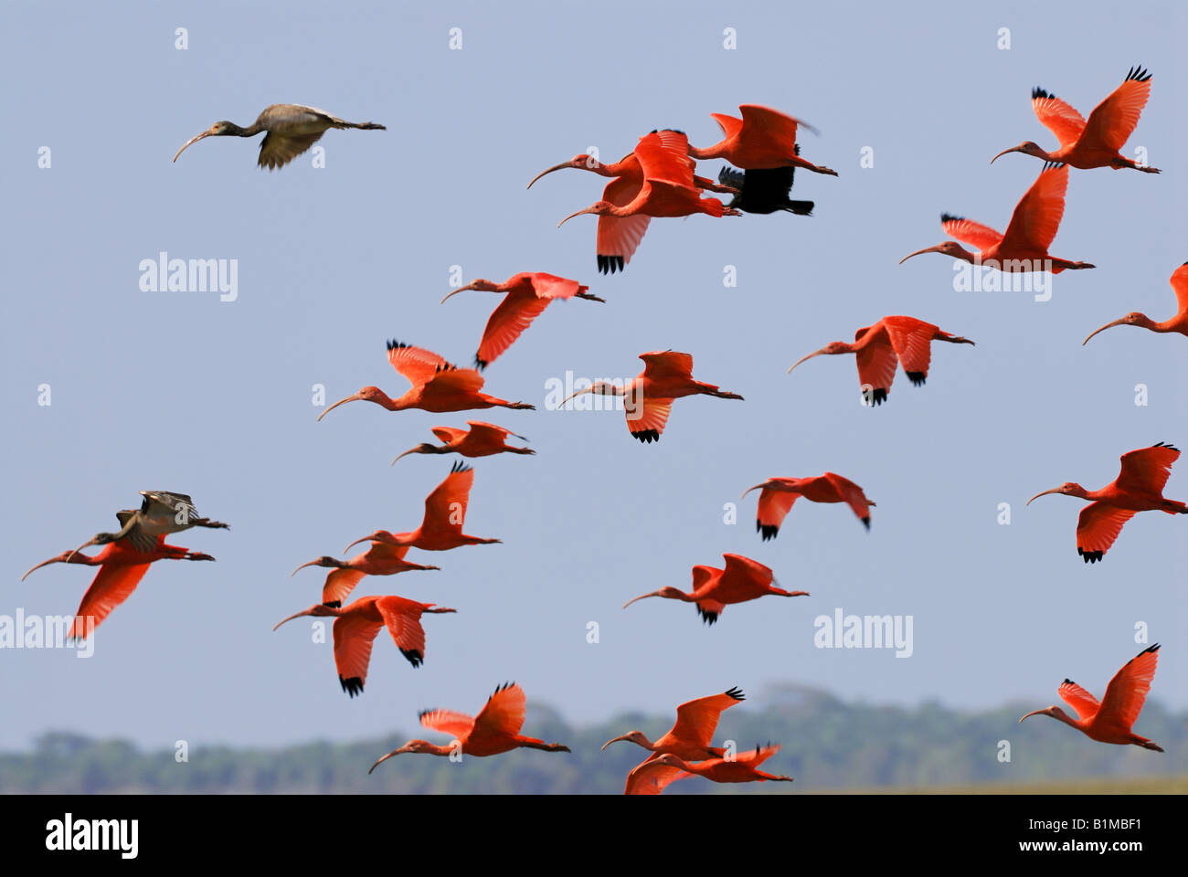 Scarlet Ibis (Eudocimus ruber), flock in flight Stock Photo - Alamy