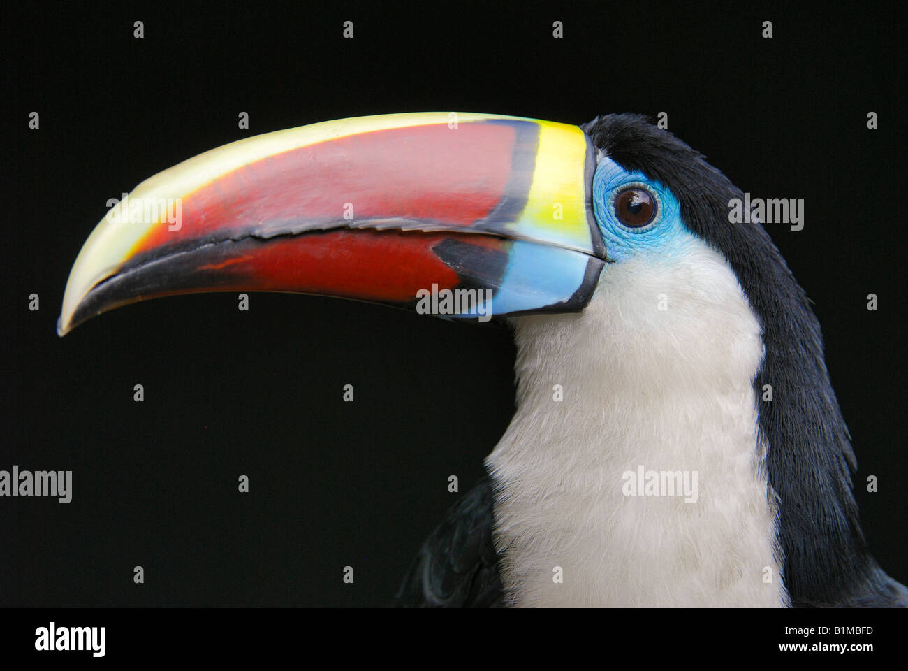 White-throated toucan - portrait / Ramphastos tucanus Stock Photo - Alamy