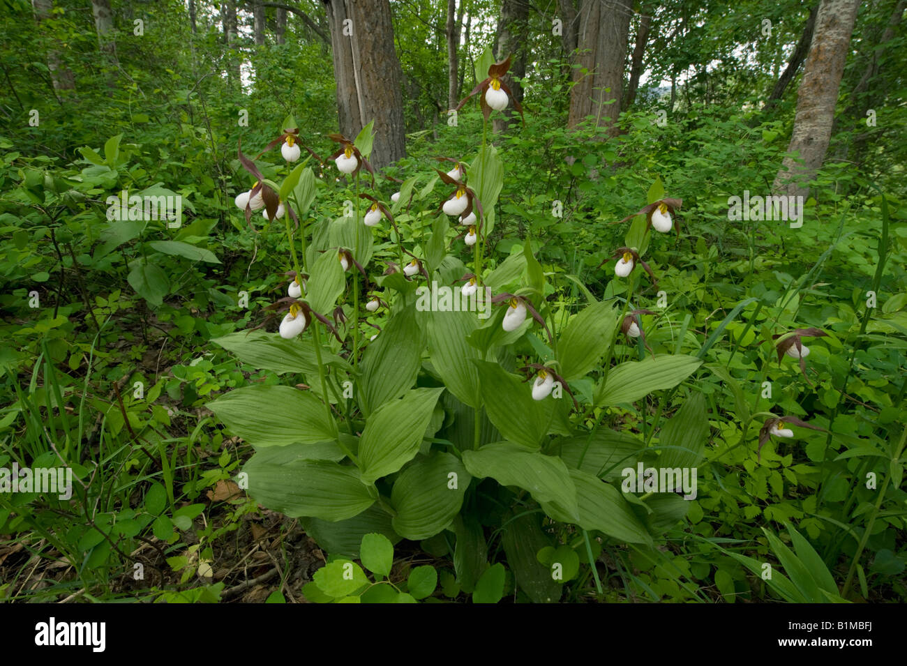 Mountain Lady's Slipper orchids, (Cypripedium montanum) WILD, Eastern ...