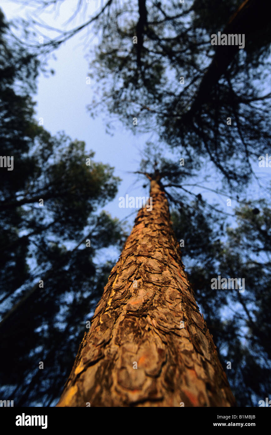 Pine tree at Gudar sierra , Teruel province , Spain Stock Photo - Alamy