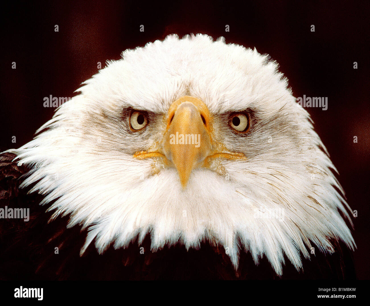 Bald eagle,emblem of America,the sacred bird of the first nation people ...