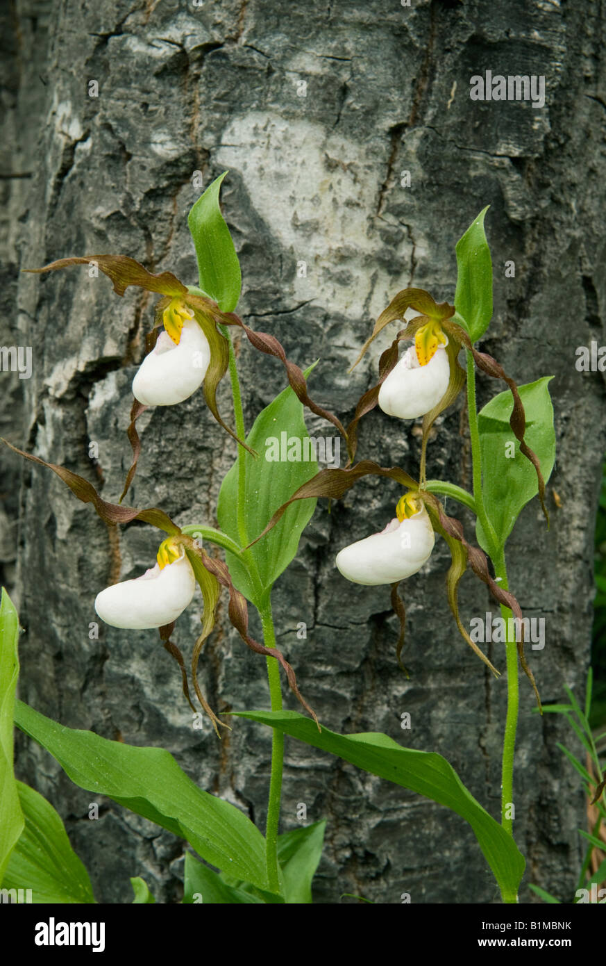 Mountain Lady's Slipper orchids, (Cypripedium montanum) WILD, Eastern ...