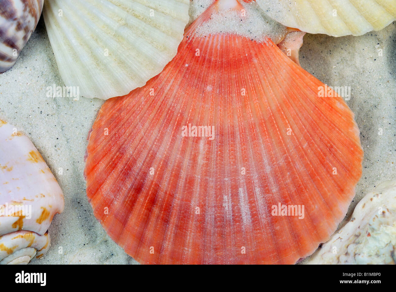 Souvenir Shells High Resolution Stock Photography and Images - Alamy
