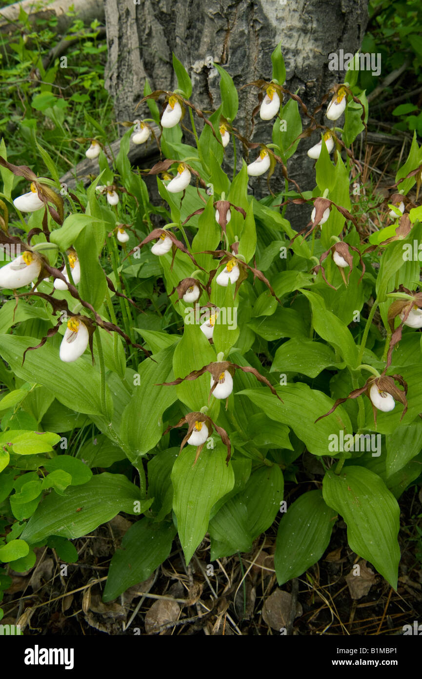 Usa native orchids hi-res stock photography and images - Alamy