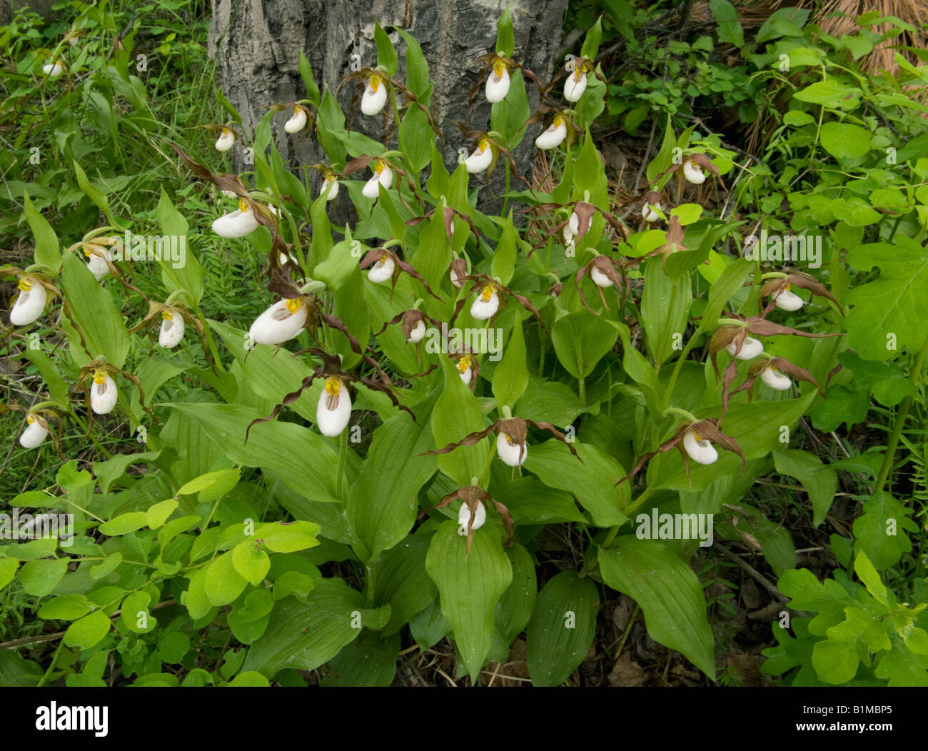 Usa native orchids hi-res stock photography and images - Alamy