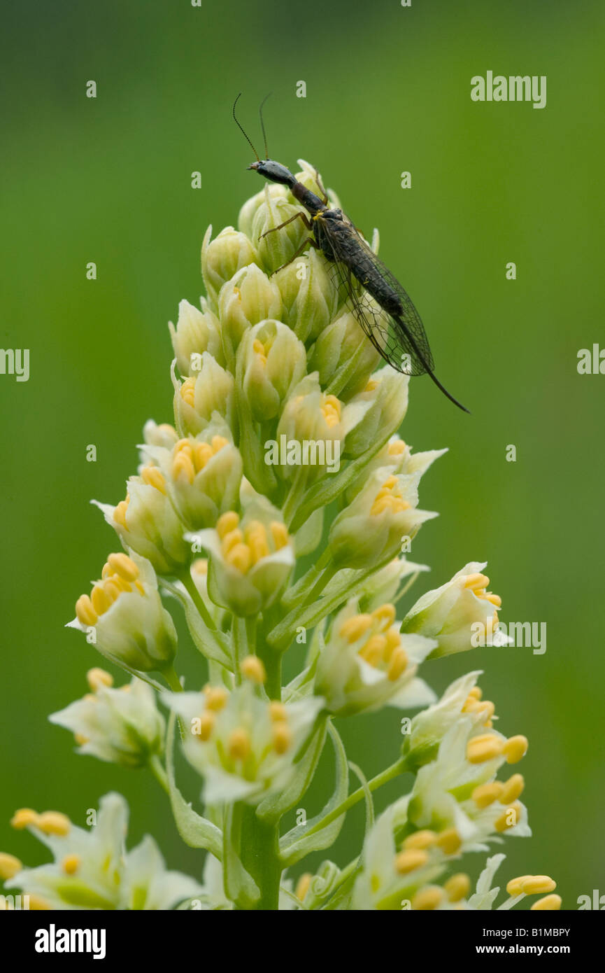 Snakefly (Agulla sp.) on wildflower, Methow Valley, Washington Stock ...