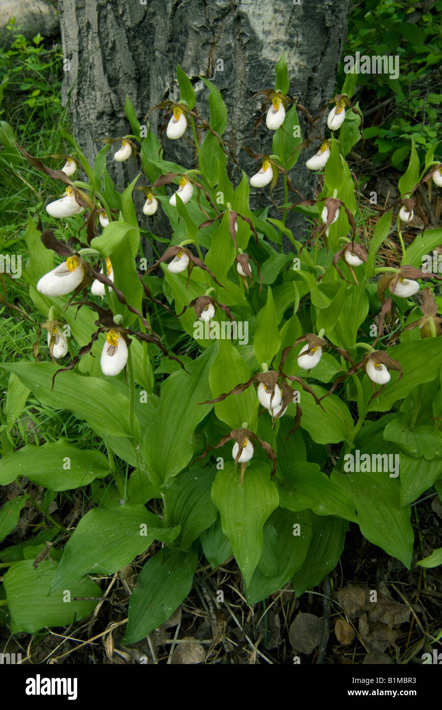 Mountain Lady's Slipper orchids, (Cypripedium montanum) WILD, Eastern ...