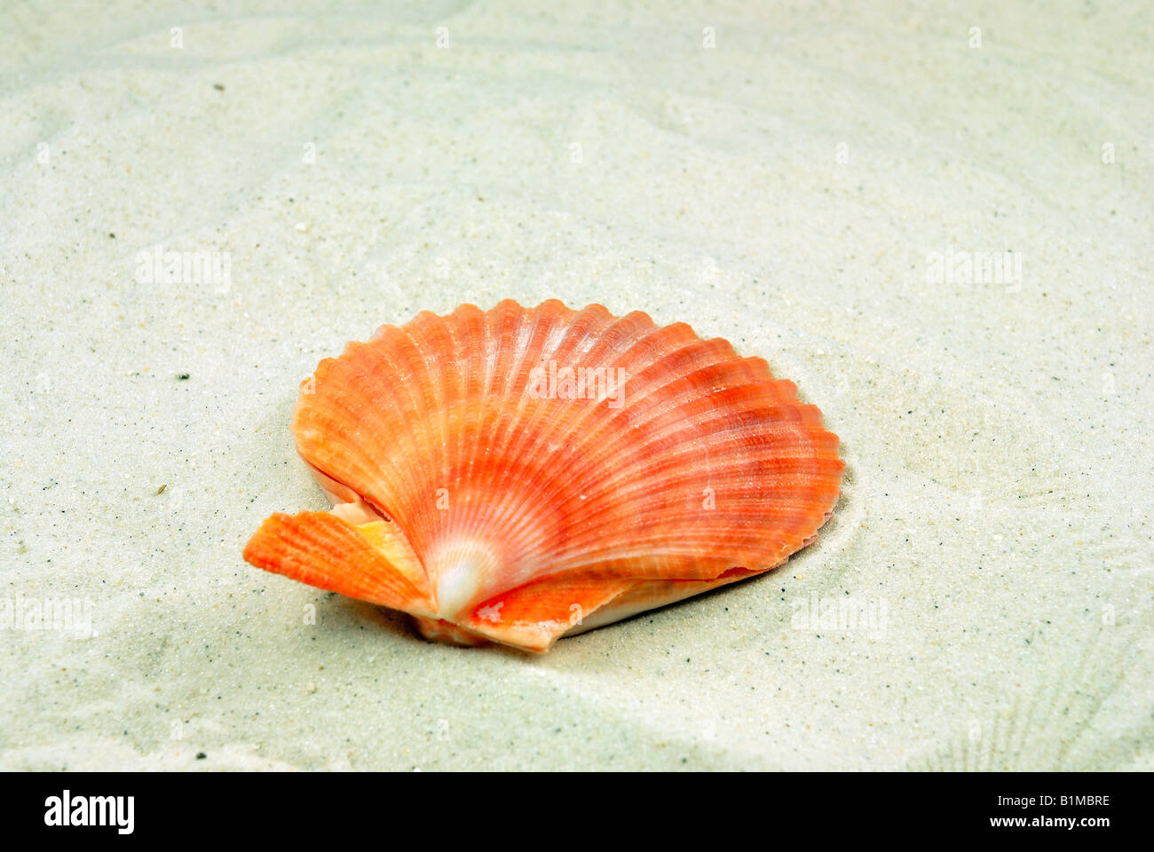 Souvenir Shells High Resolution Stock Photography and Images - Alamy