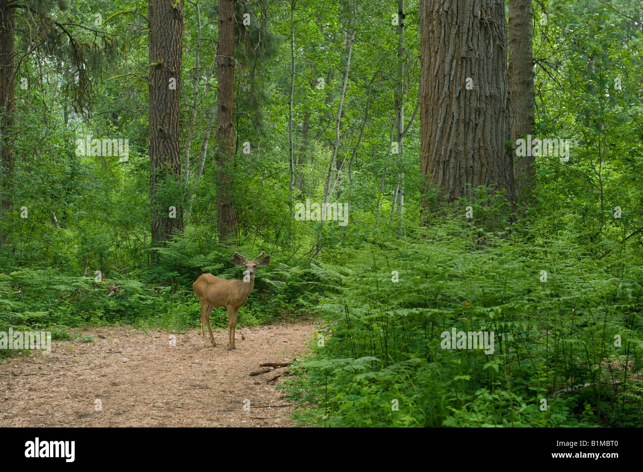 Mule deer (Odocoileus hemionus) in forest, Eastern Cascades, Mountains ...