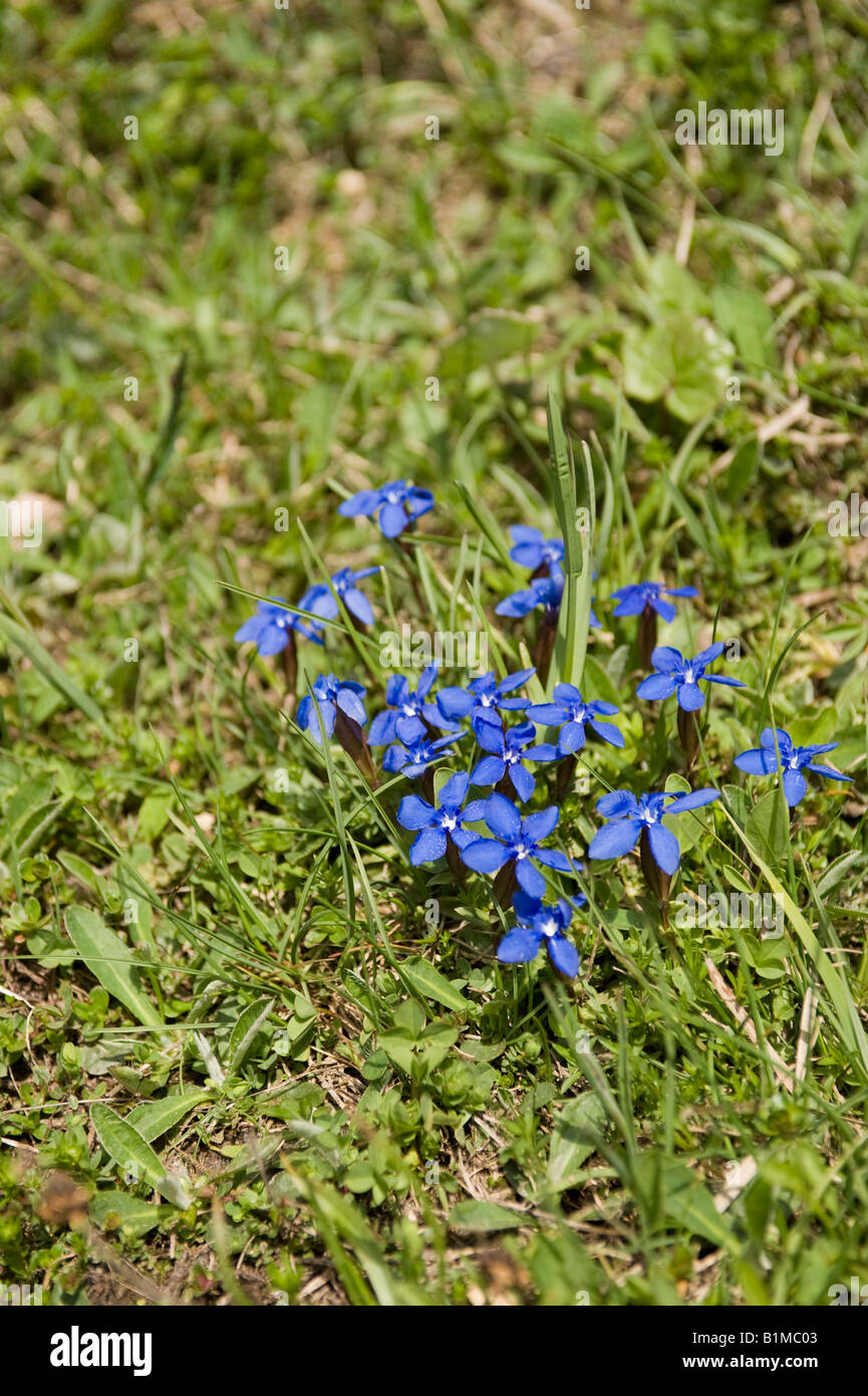 gentians french alps Stock Photo - Alamy