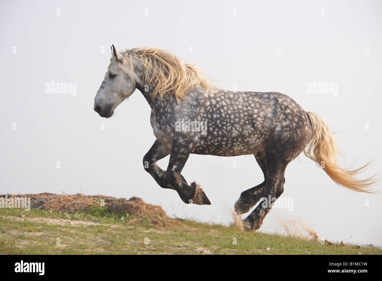 percheron - galloping on meadow Stock Photo - Alamy