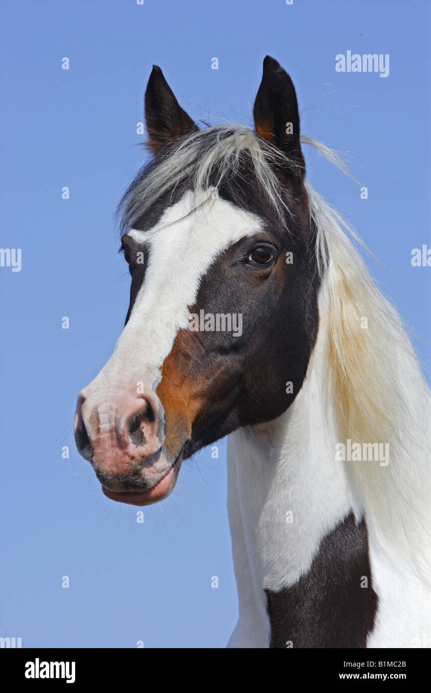 pinto - portrait Stock Photo - Alamy
