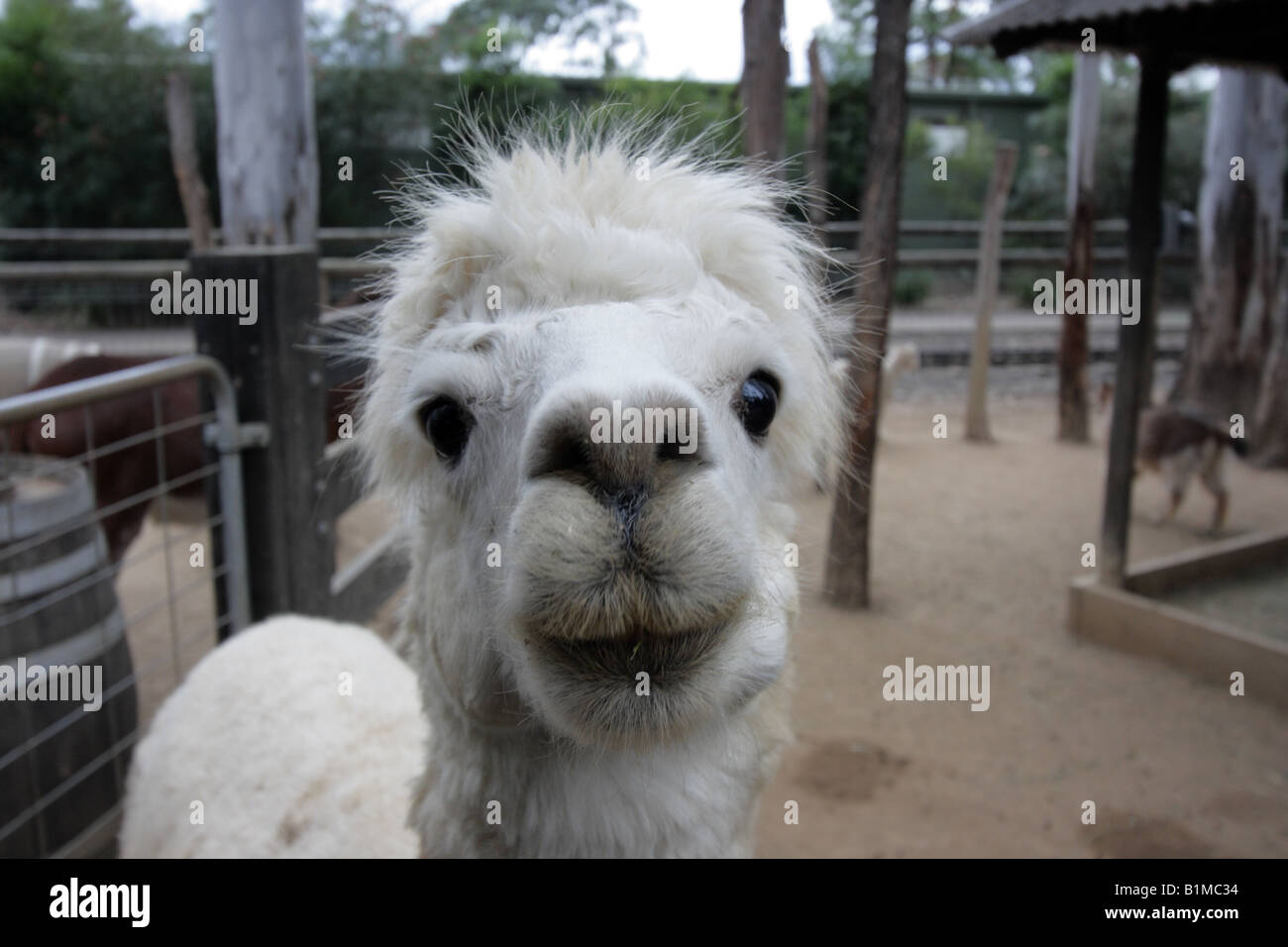 PORTRAIT OF WHITE ALPACA HEAD SHOT CLOSE UP FRONT VIEW HORIZONTAL ...
