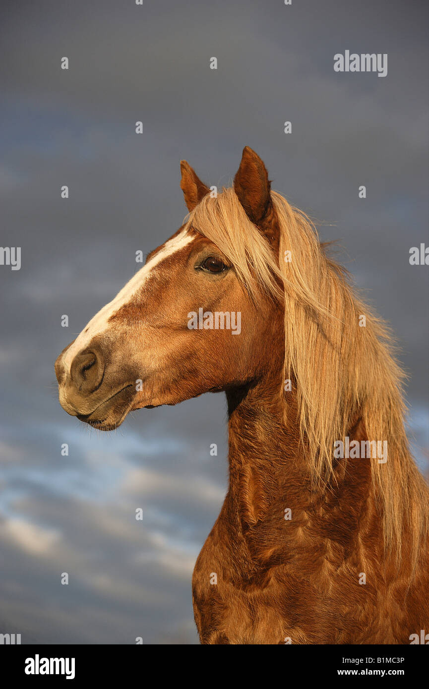 pony - portrait Stock Photo - Alamy