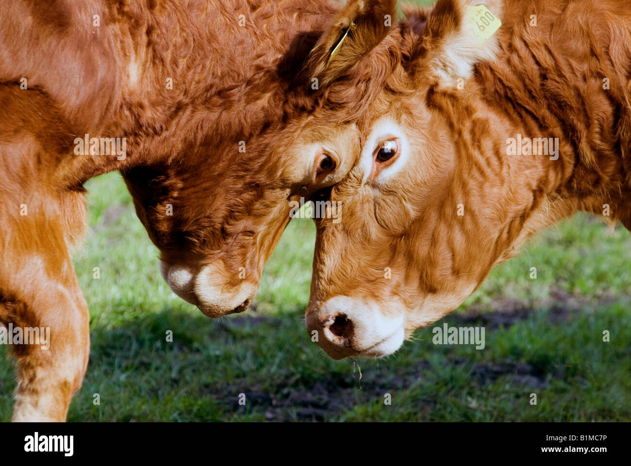 Beef rind hi-res stock photography and images - Alamy