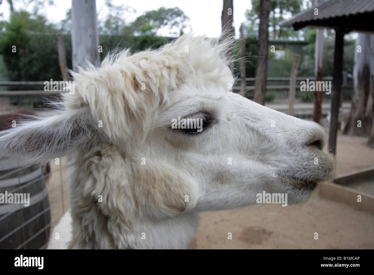 PORTRAIT OF WHITE ALPACA HEAD SHOT CLOSE UP SIDE VIEW HORIZONTAL ...