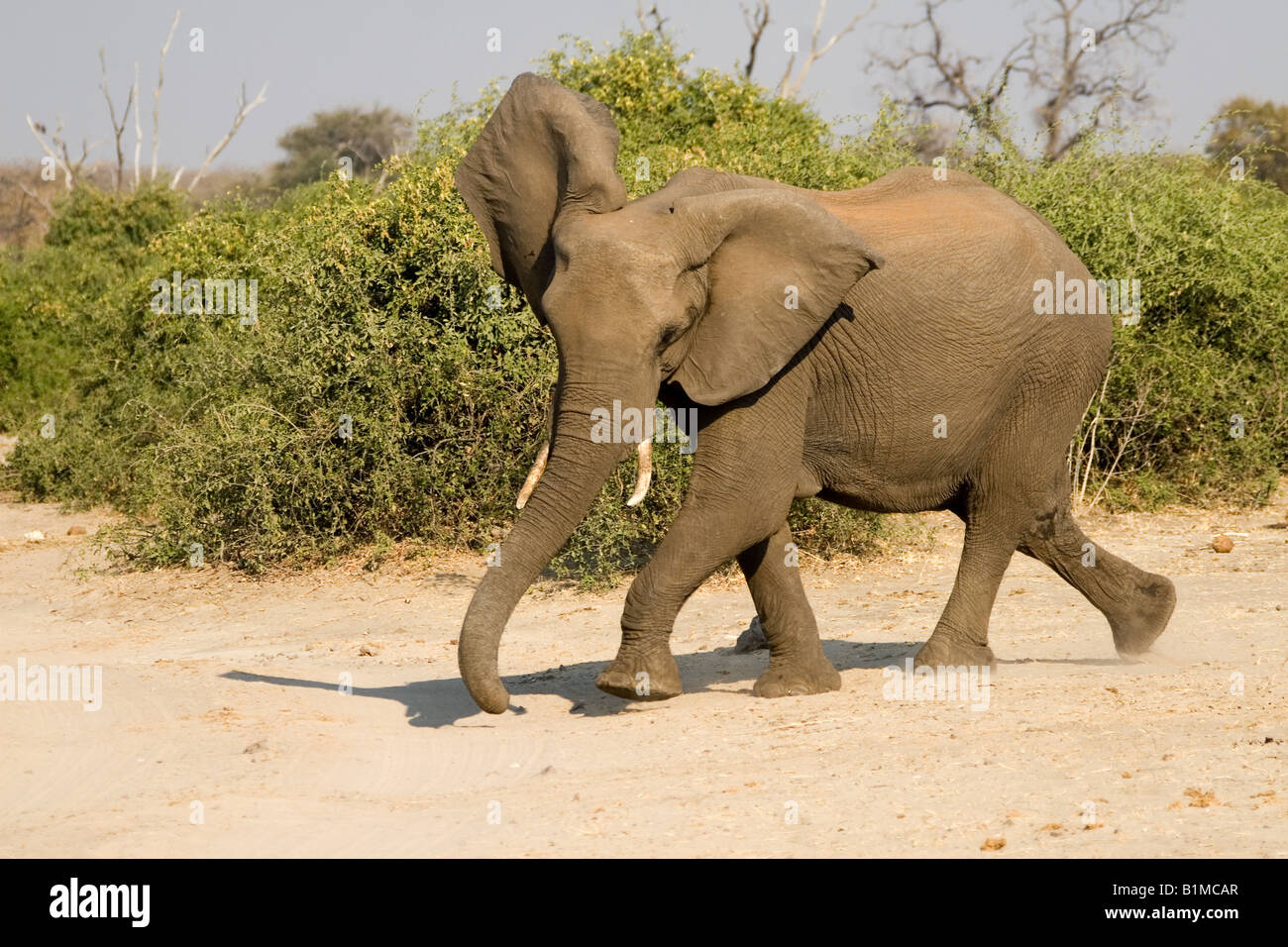 African elephant - running / Loxodonta africana Stock Photo - Alamy
