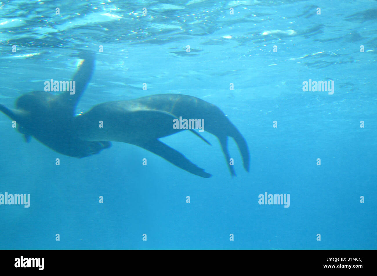 sea lion under water ocean sea blue wave light swim play diving under ...