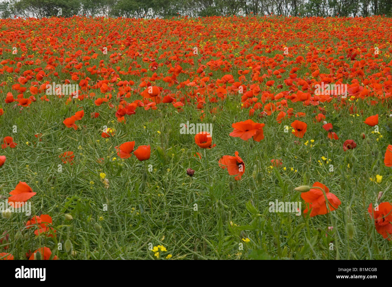 A field of red wild poppies in the British countryside Stock Photo - Alamy