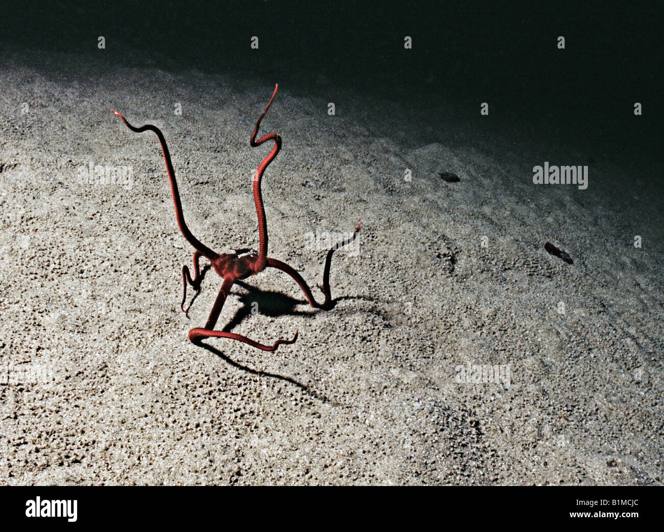 Snake Star Ophiophagus maculatus, arms raised for suspension feeding ...