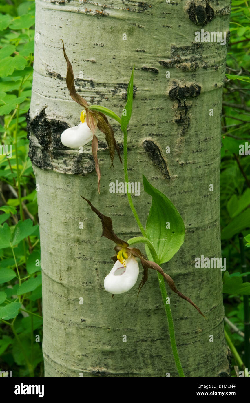 Mountain Lady's Slipper orchids, (Cypripedium montanum) WILD, Eastern ...