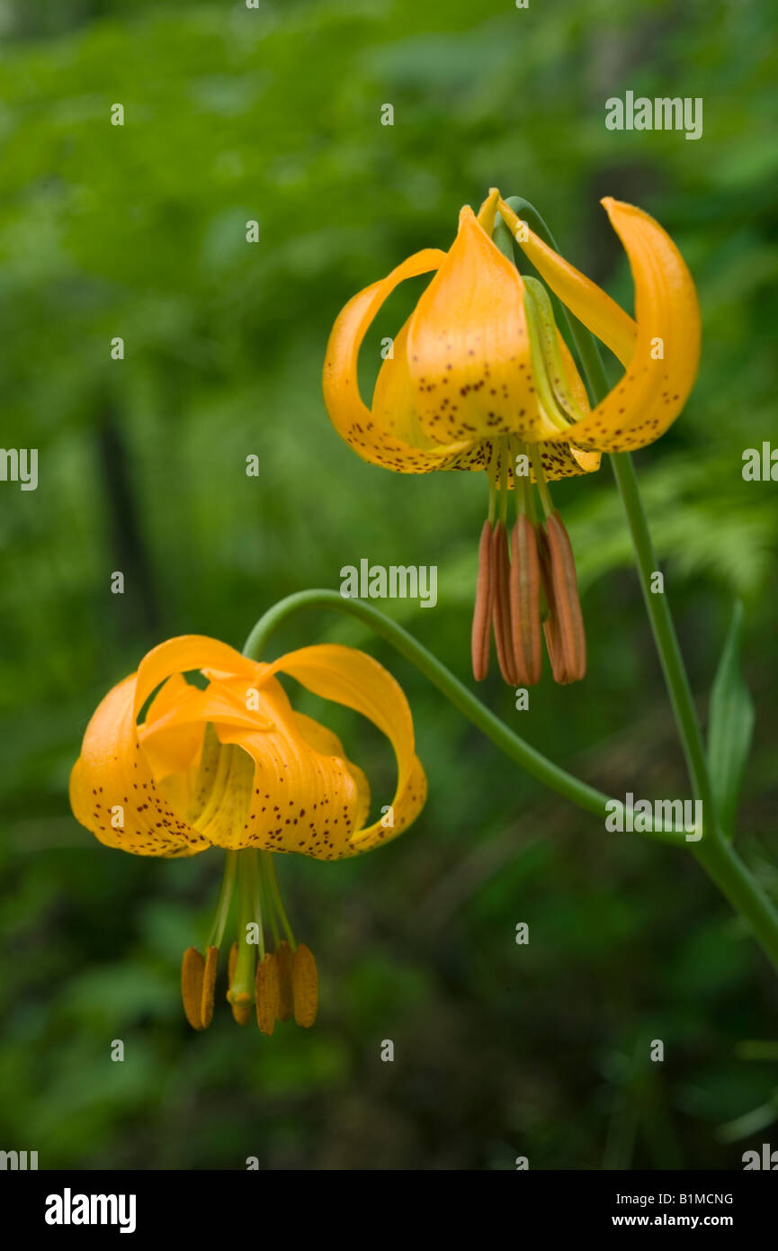Columbia Lily (Lilium columbianum) wild, Cascade Mountains, Washington ...