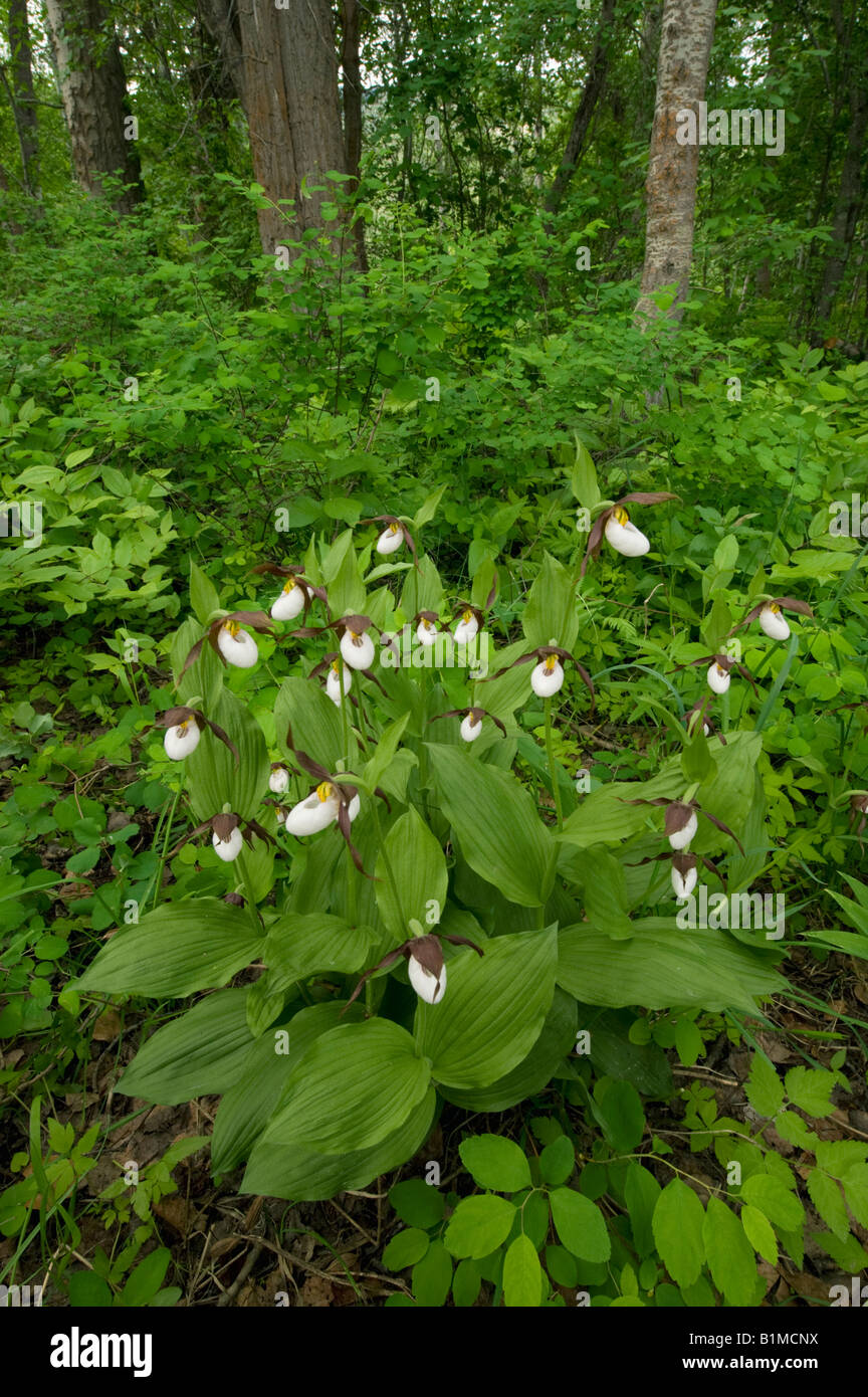 Mountain Lady's Slipper orchids, (Cypripedium montanum) WILD, Eastern ...