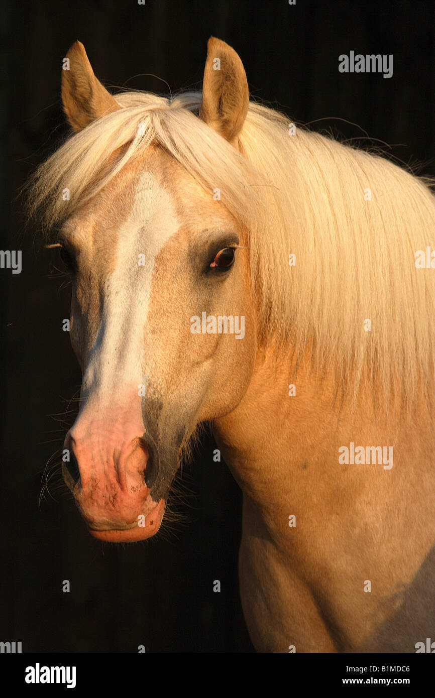 pony - portrait Stock Photo - Alamy