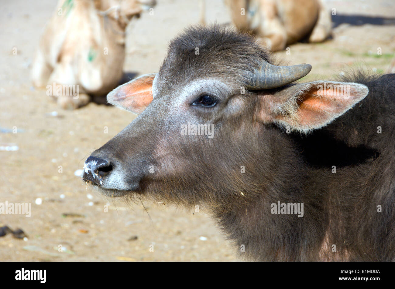 Camel cow hi-res stock photography and images - Alamy