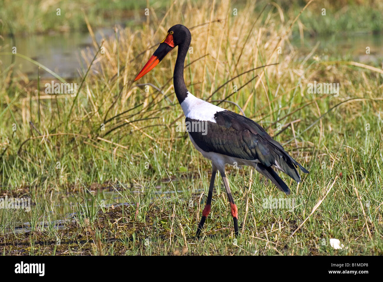 Saddle-billed stork - walking on meadow / Ephippiorhynchus senegalensis ...